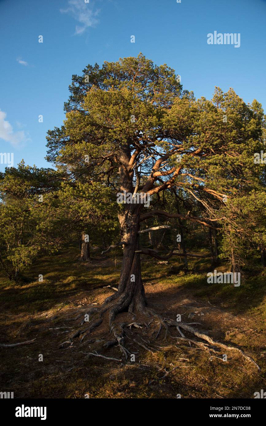 Tree dividalen hi-res stock photography and images - Alamy