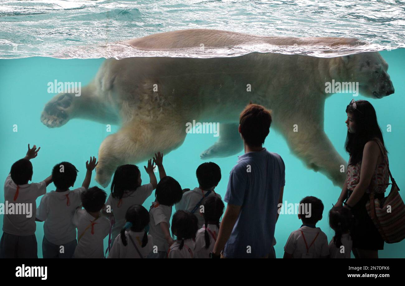 Inuka, the first polar bear born in the tropics, swims in his new ...