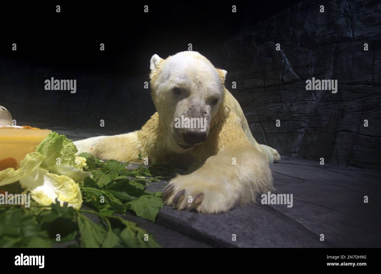 Inuka, the first polar bear born in the tropics rests in his new ...