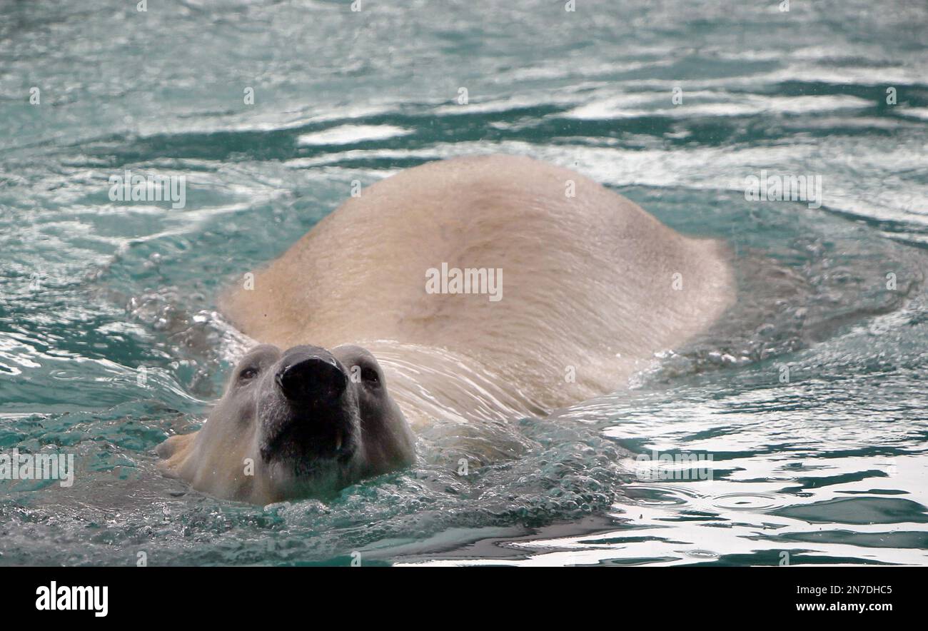 Inuka, the first polar bear born in the tropics swims in his new ...
