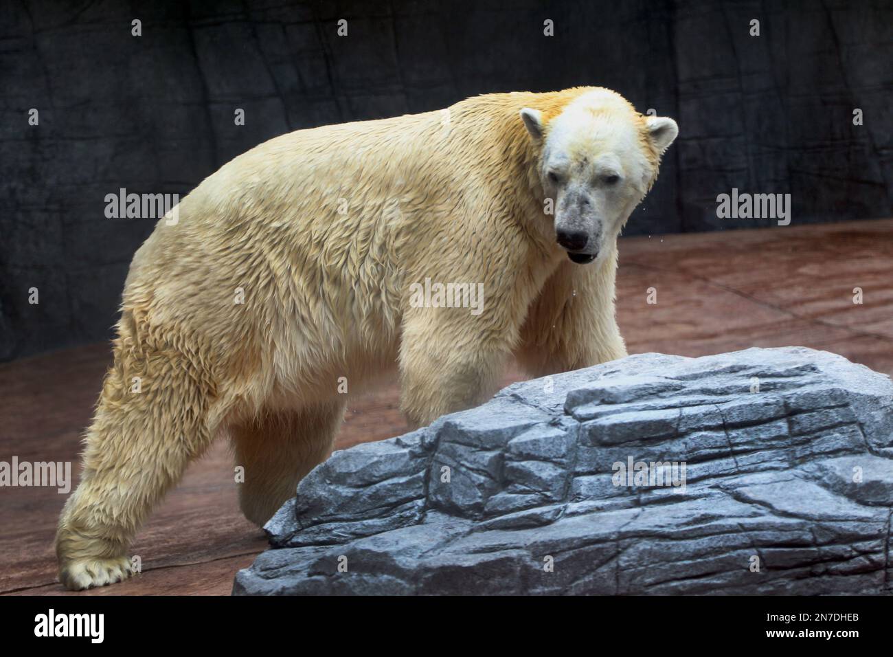 Inuka, the first polar bear born in the tropics walks in his new ...