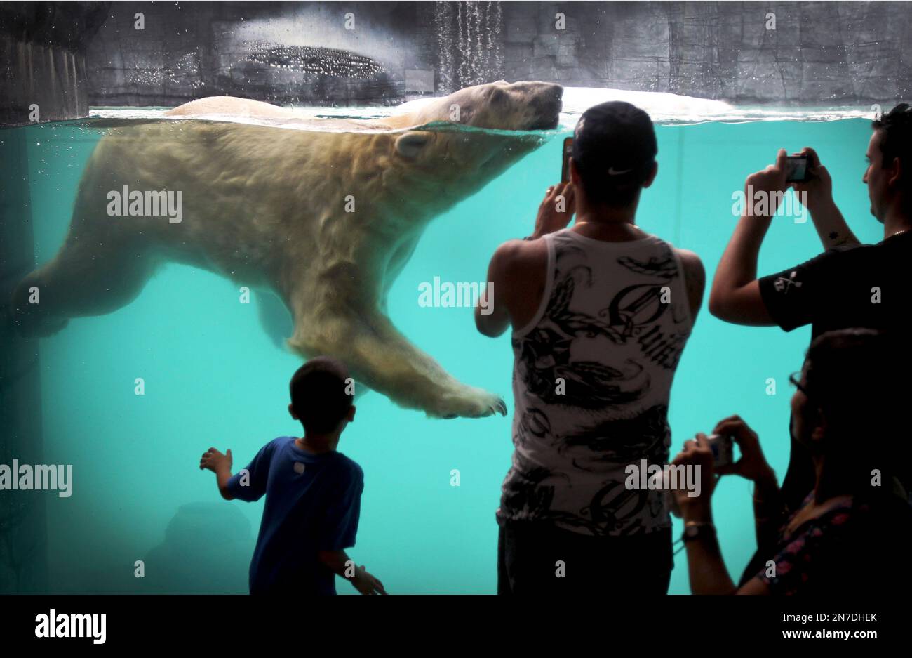 Inuka, the first polar bear born in the tropics, swims in his new ...