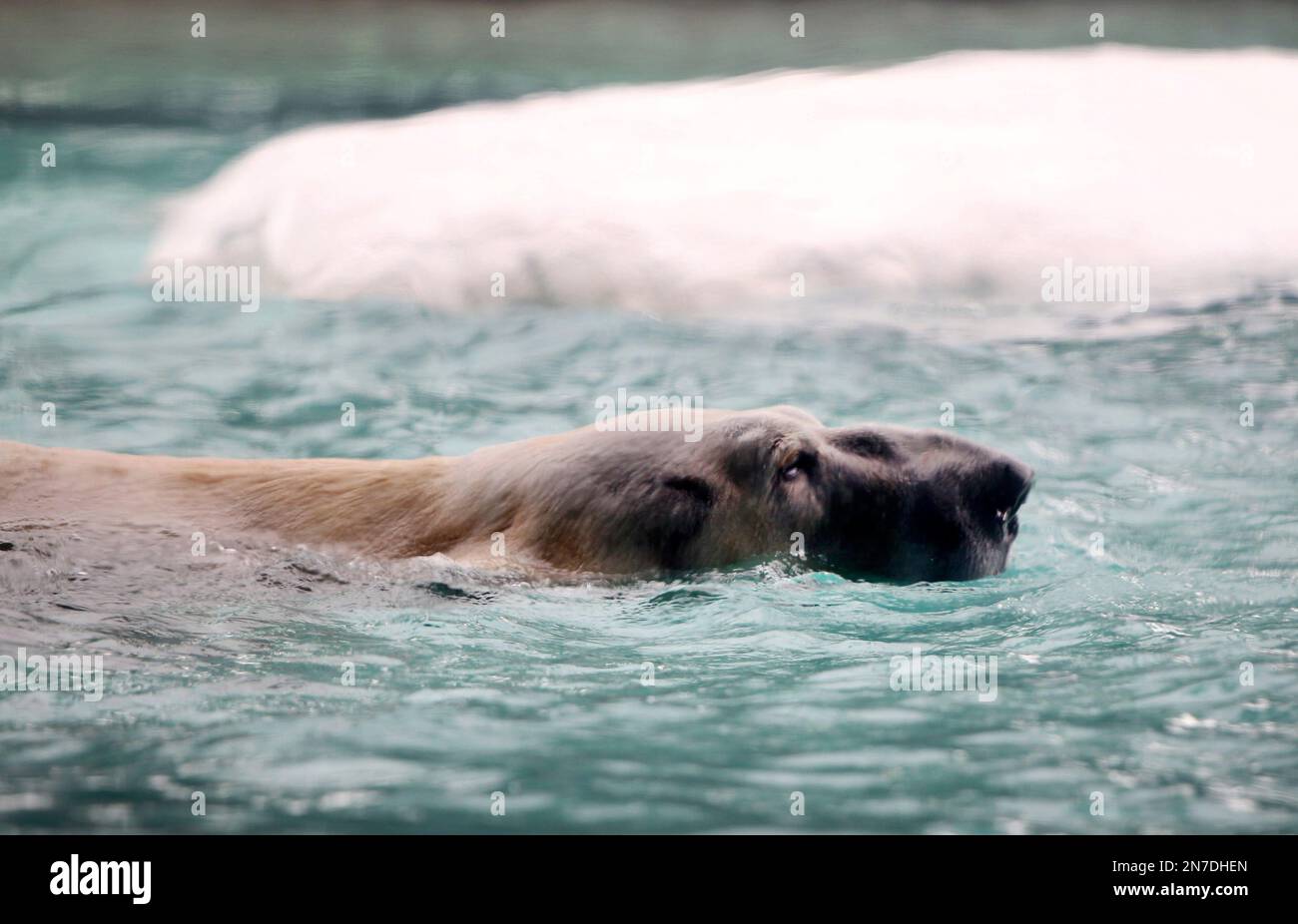 Inuka, the first polar bear born in the tropics, swims in his new ...