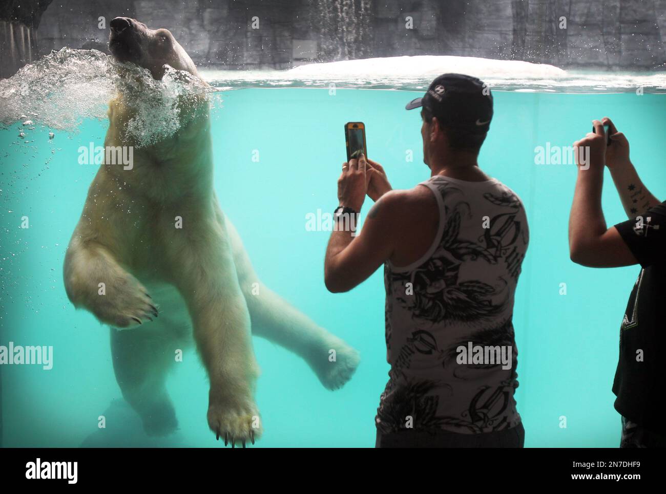 Inuka, the first polar bear born in the tropics swims in his new ...
