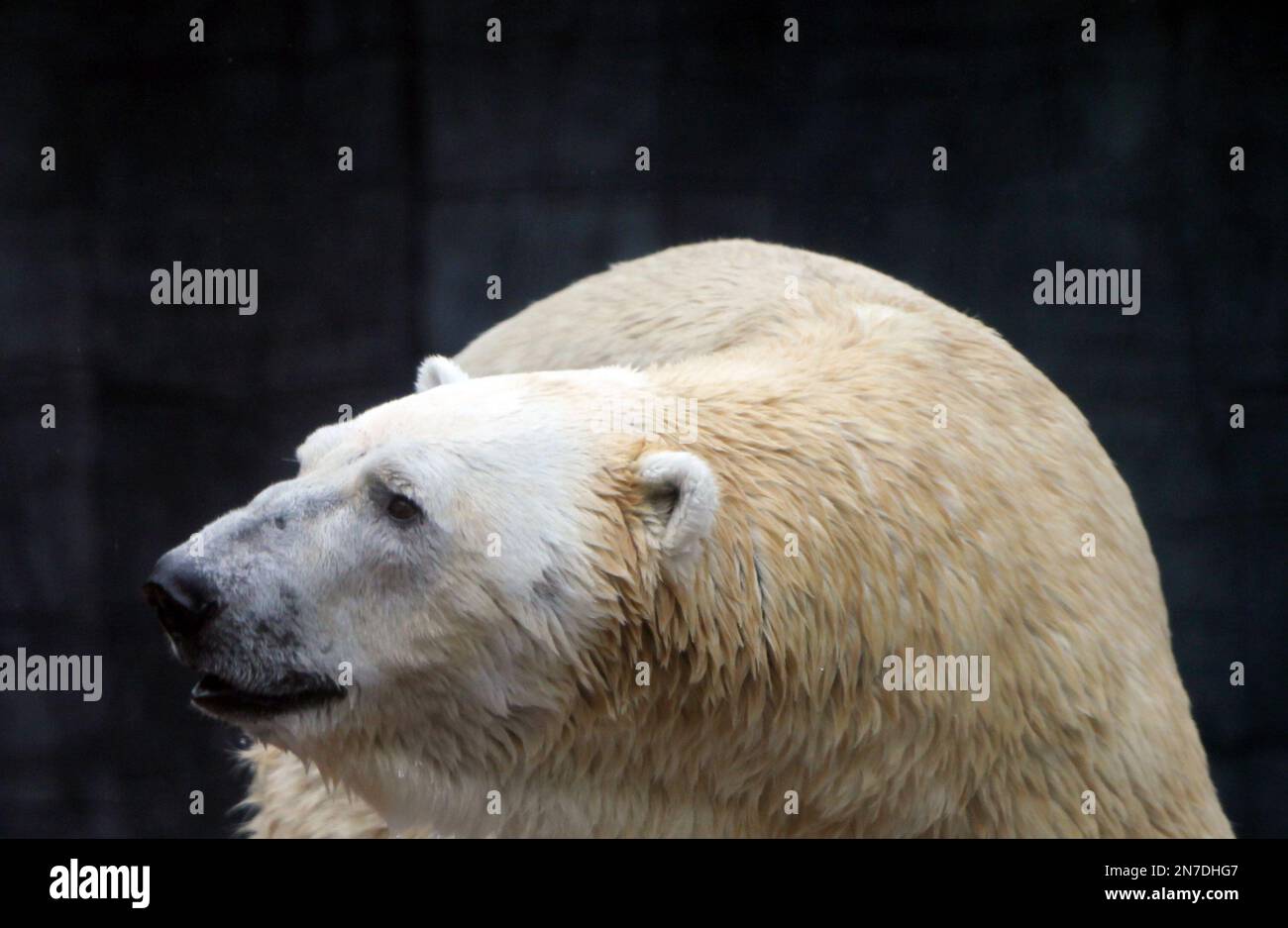 Inuka, the first polar bear born in the tropics swims in his new ...