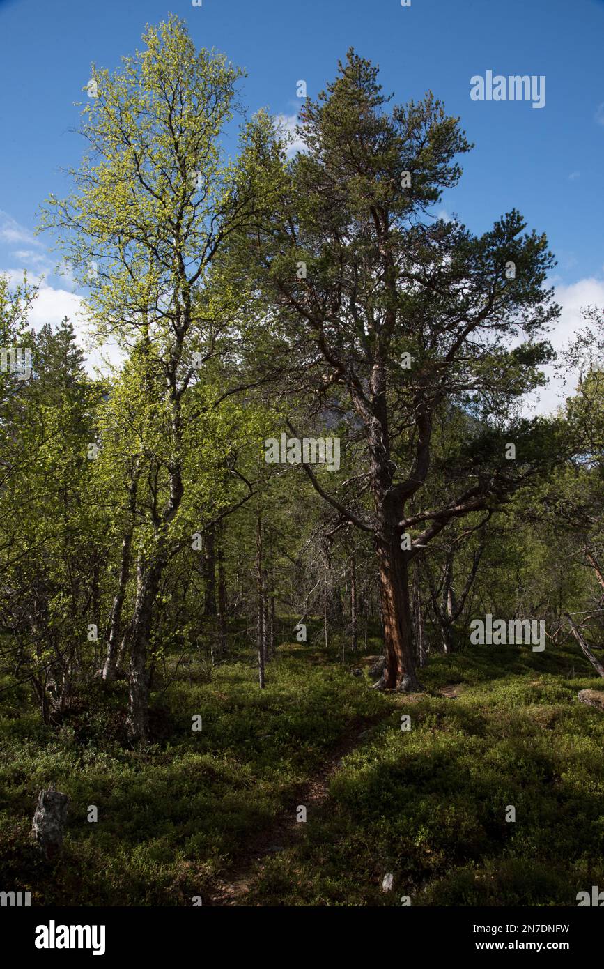 Øvre Dividal National Park in Dividalen in Målselv municipality in ...