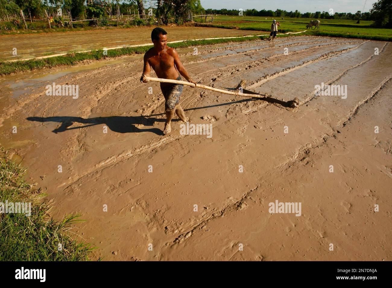 A Cambodian farmer plows a rice field before planting rice seedlings ...