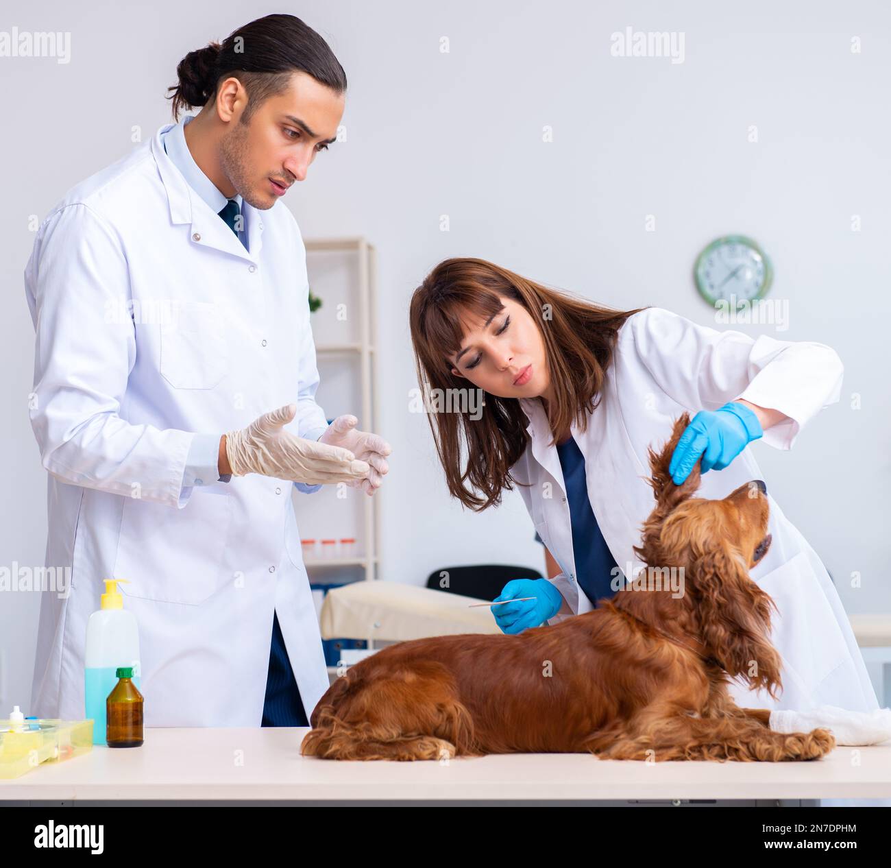 The vet doctor examining golden retriever dog in clinic Stock Photo - Alamy