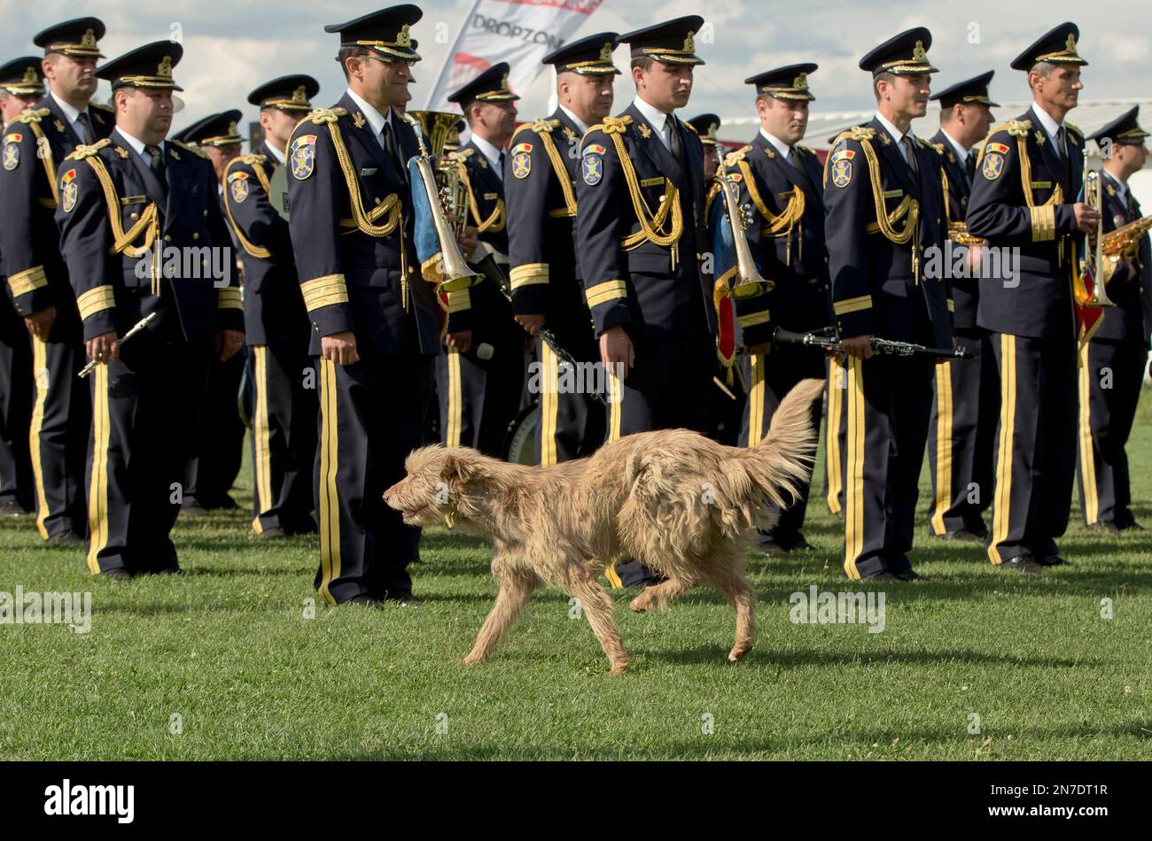 A stray dog passes by a military band during a Guinness World Record ...