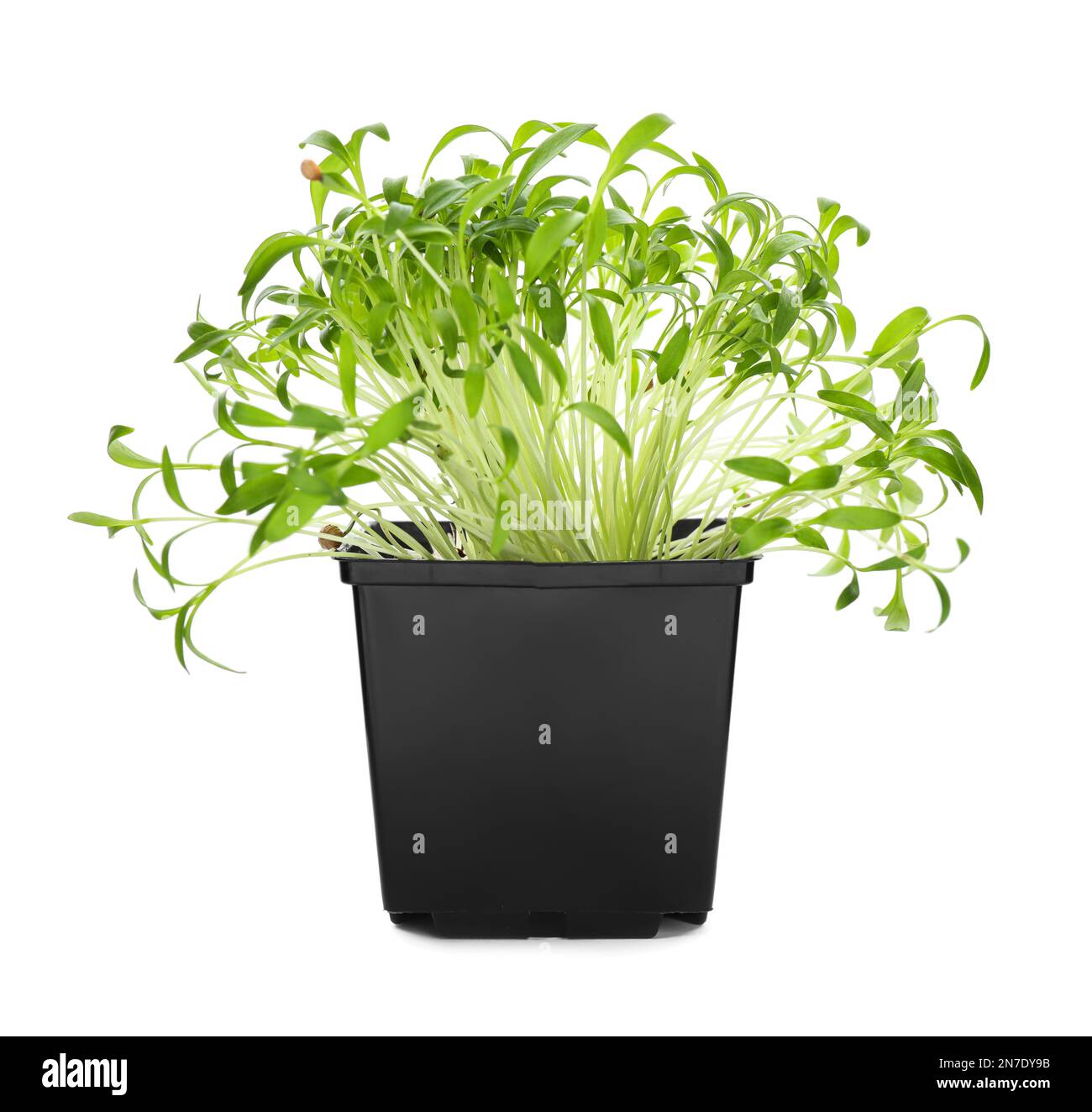 Fresh organic microgreens in pot on white background Stock Photo - Alamy