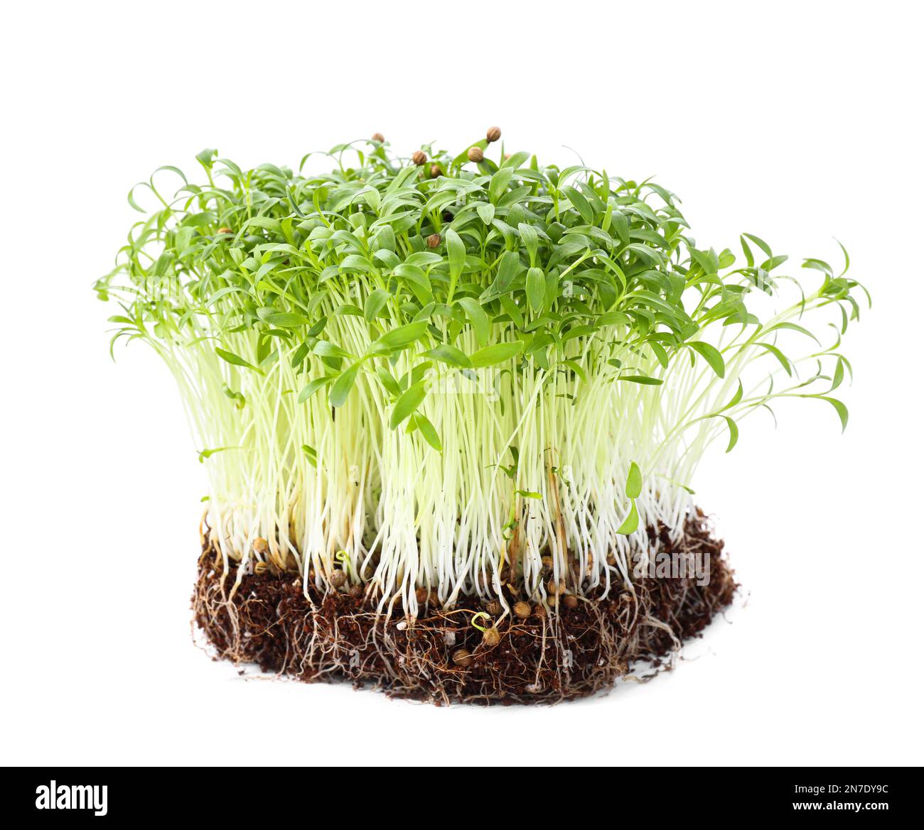 Fresh organic microgreens seeds on white background Stock Photo - Alamy