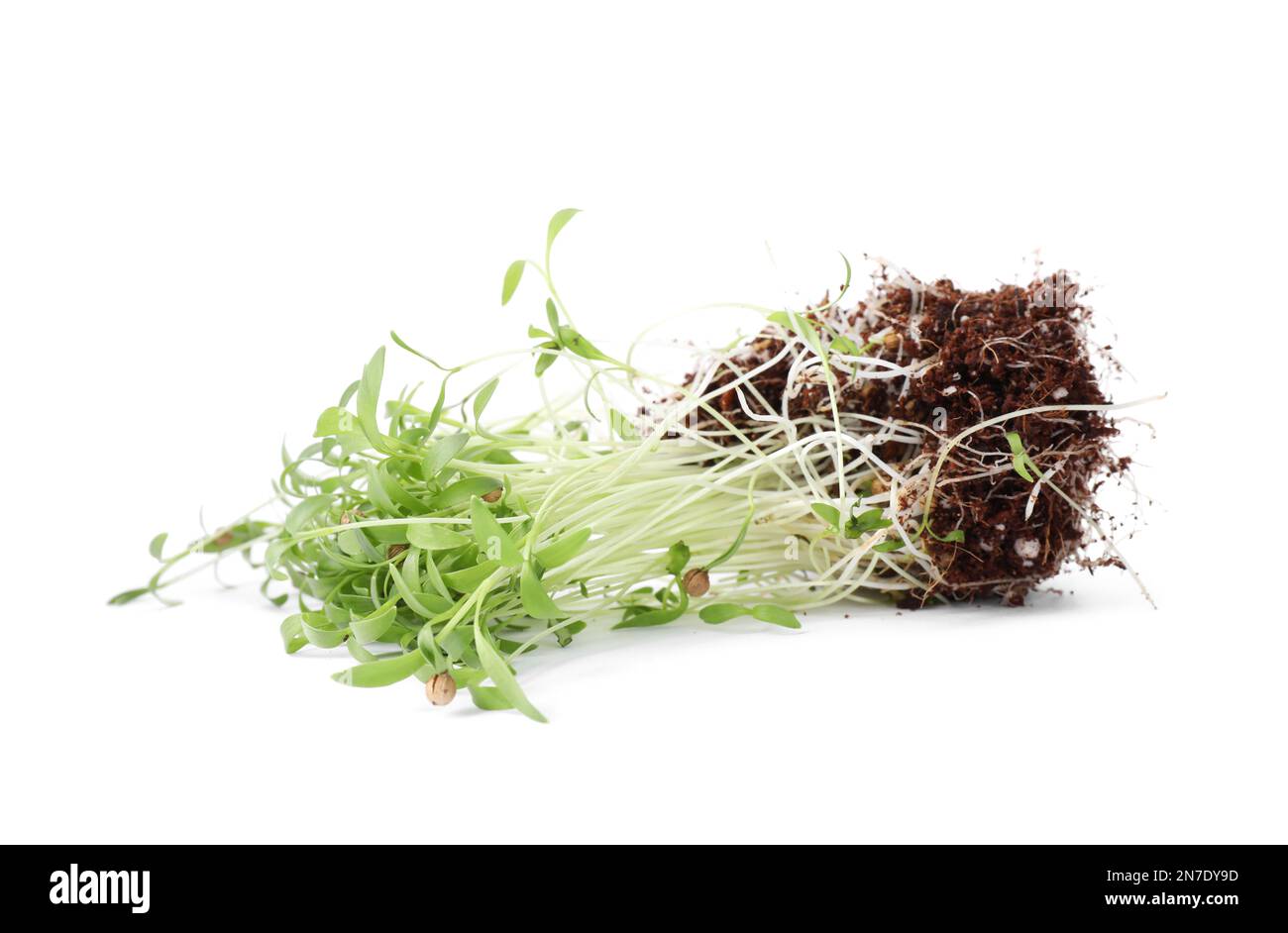 Fresh organic microgreens seeds on white background Stock Photo - Alamy