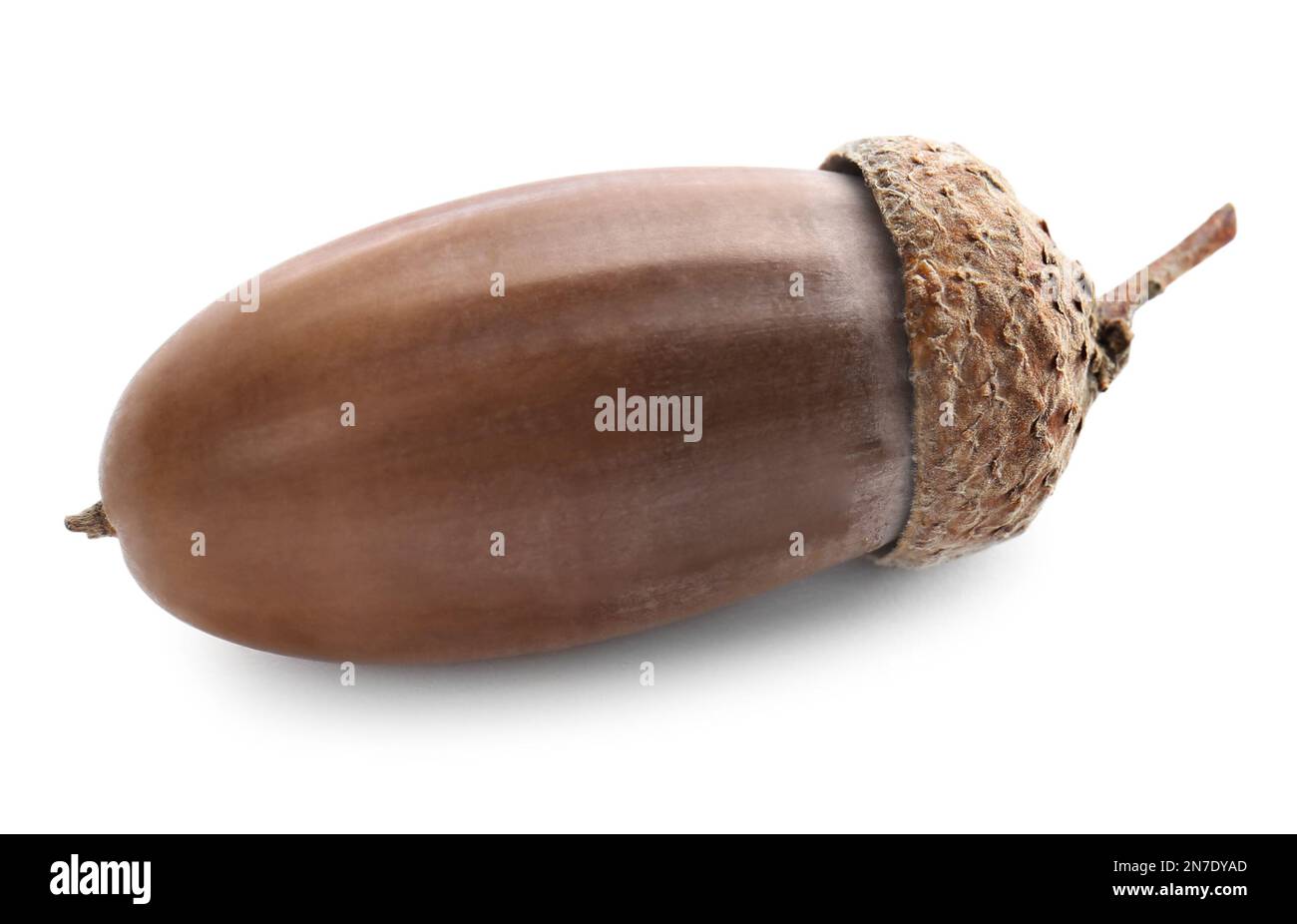 Beautiful brown acorn on white background. Oak nut Stock Photo - Alamy