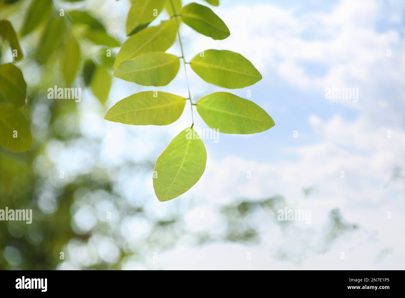 Beautiful tree branch with green leaves outdoors Stock Photo - Alamy