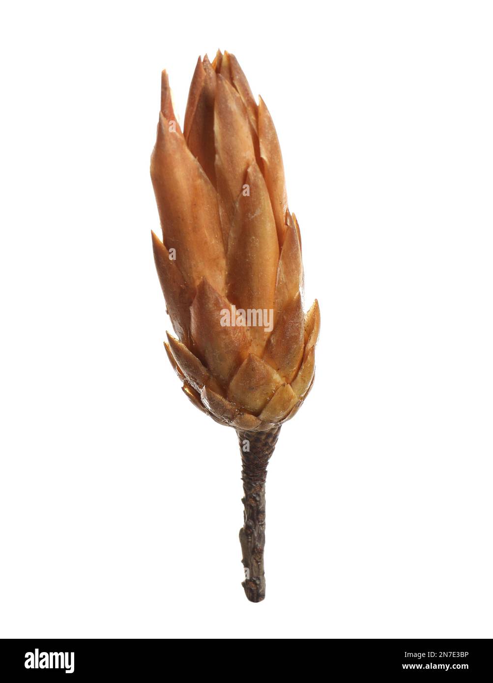 Beautiful dry protea flower bud isolated on white Stock Photo - Alamy