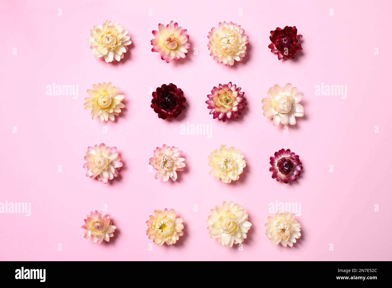 Flat lay composition with beautiful flowers on pink background Stock ...