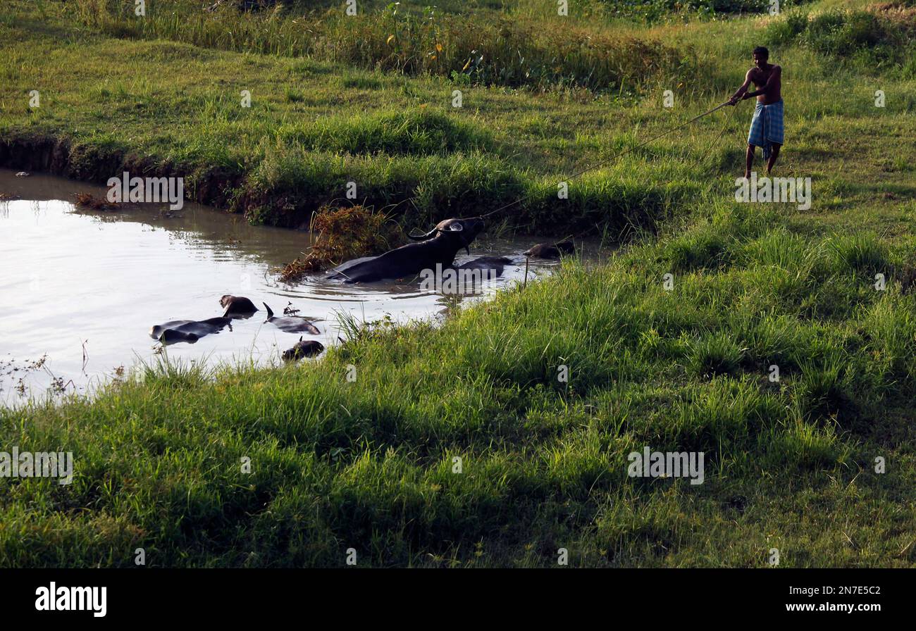 An Indian farmer leads his buffalo out from a pond in Pobitora, on the ...