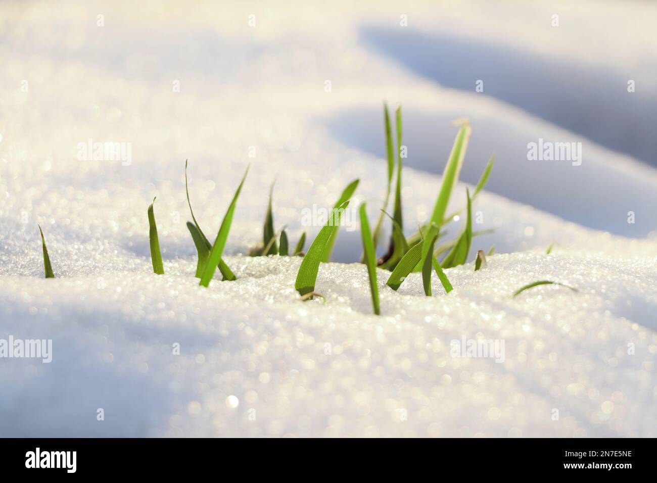 Beautiful green grass growing through snow. First spring plant Stock ...