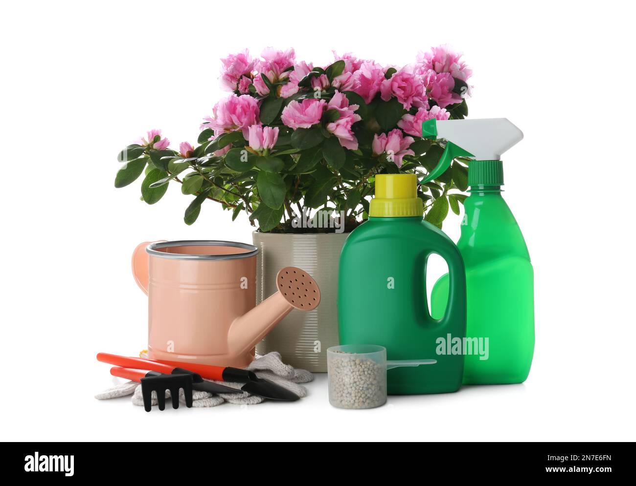 Azalea in pot, gardening tools and different houseplant fertilizers on ...