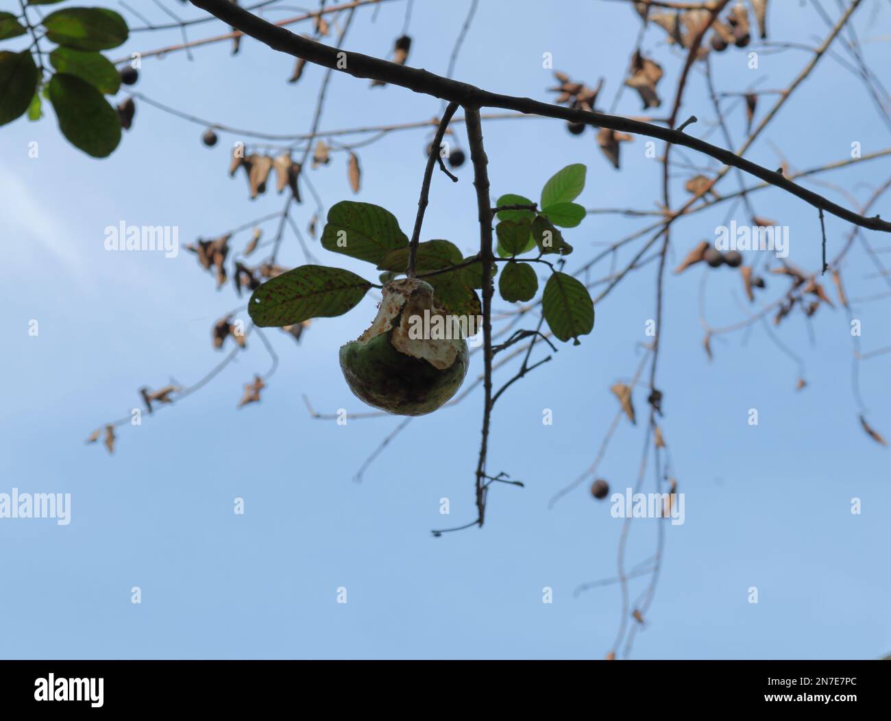 Common guava blue hi-res stock photography and images - Alamy