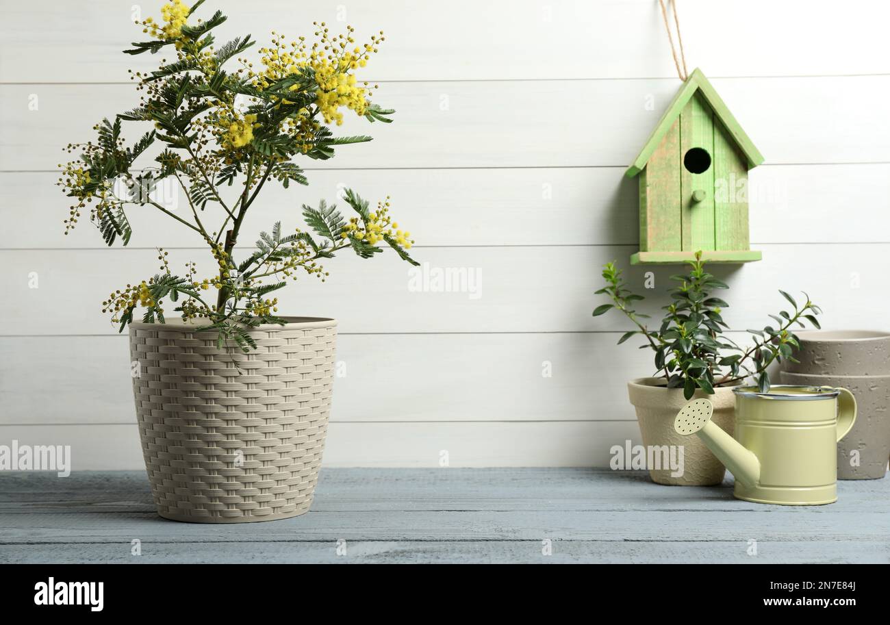 Composition with beautiful mimosa plant in pot near white wooden wall ...