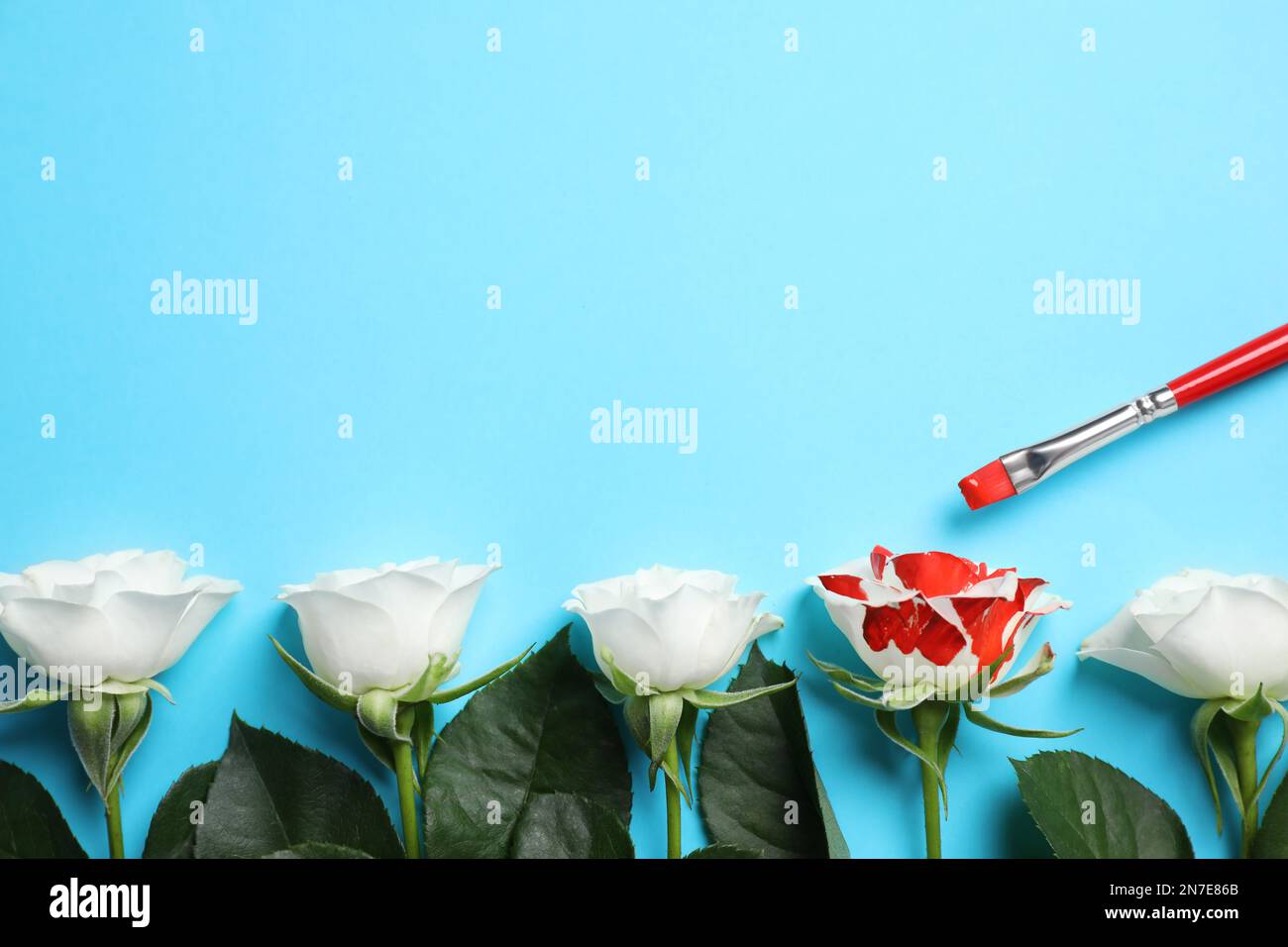 White roses and one painted red on light blue background, flat lay ...