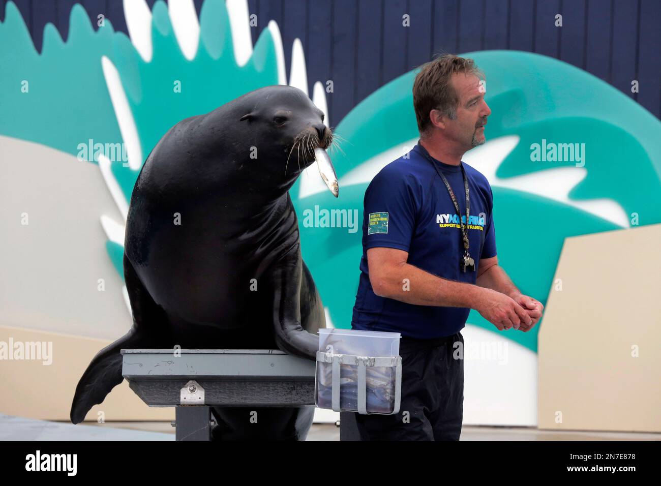 Sea lion Duke performs with trainer Guenter Skammel during a preview of the sea lion show at the ...