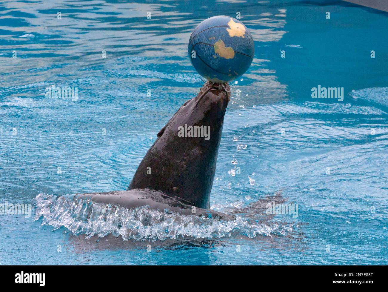 Sea lion Duke performs during a preview of the sea lion show at the New York Aquarium, in the ...