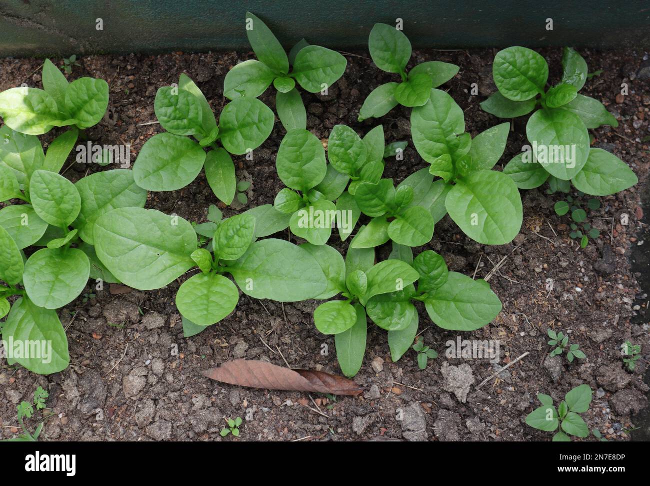 Small vine spinach plants hi-res stock photography and images - Alamy