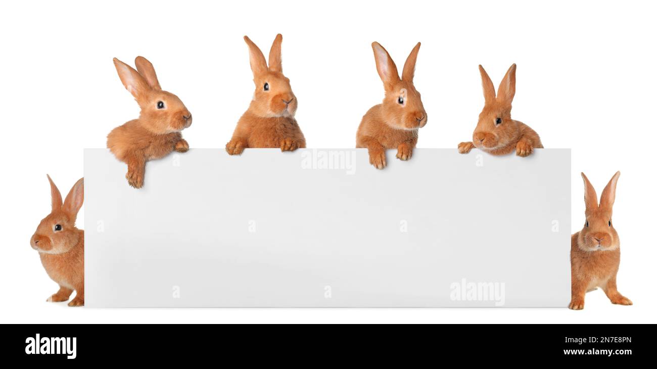 Cute funny bunnies peeking out of blank banner, space for text. Easter ...