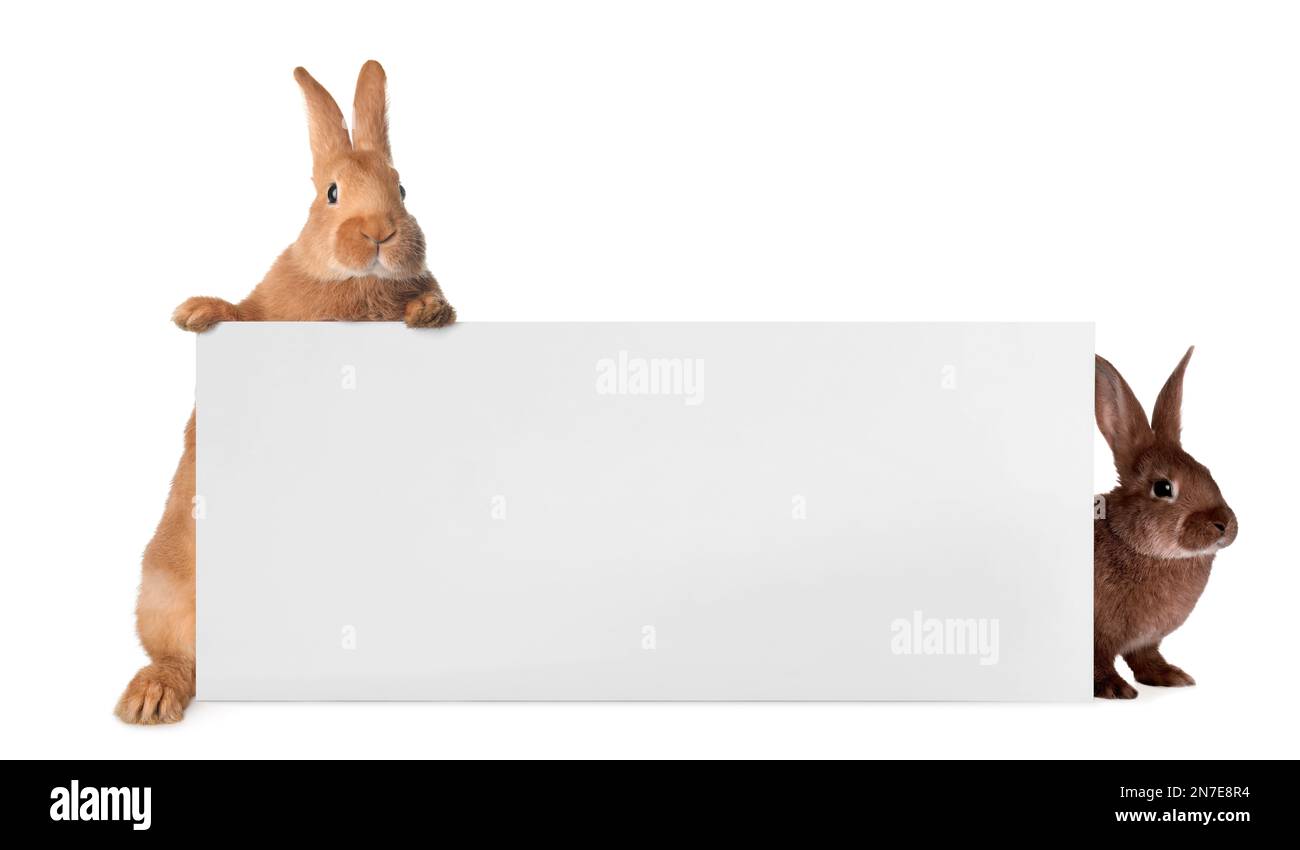 Easter bunny peeking blank card hi-res stock photography and images - Alamy