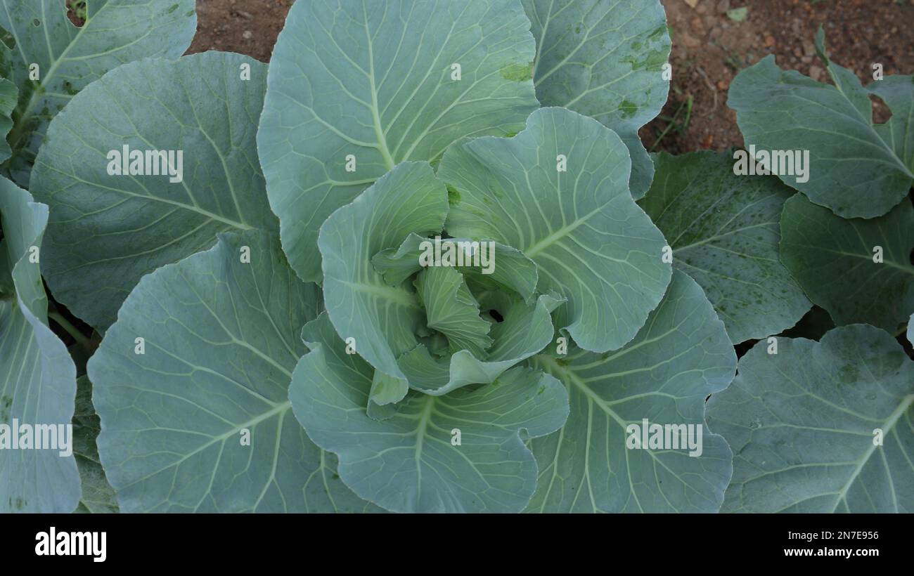 A home grown organic Cabbage plant, view from above the plant Stock ...