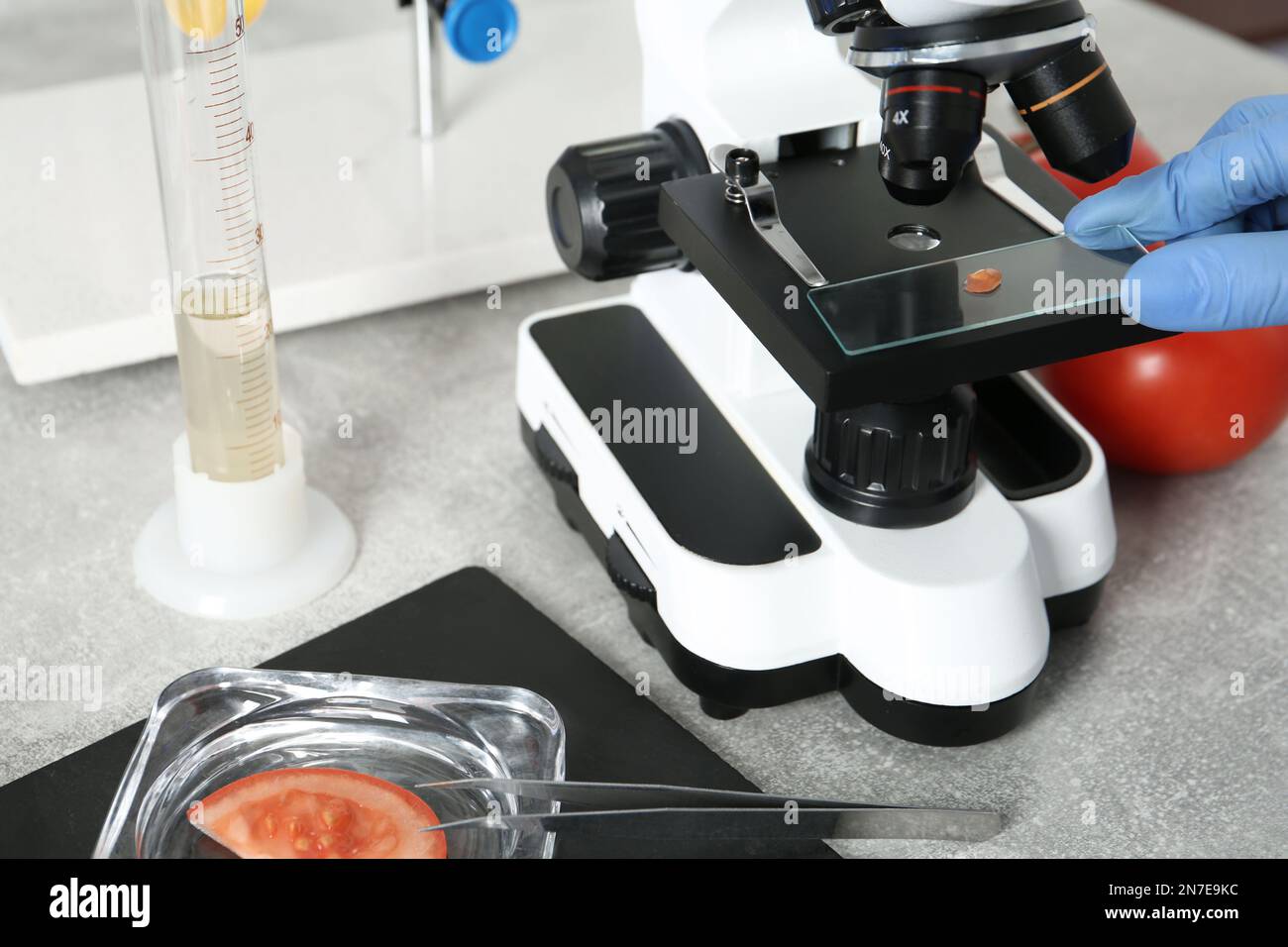 Scientist inspecting tomato with microscope in laboratory, closeup ...