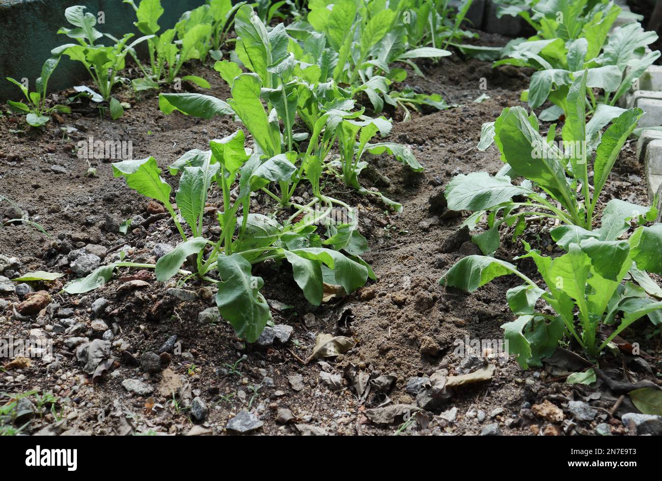 Cultivated Radish plants grow on rough soil in rows in an urban home ...