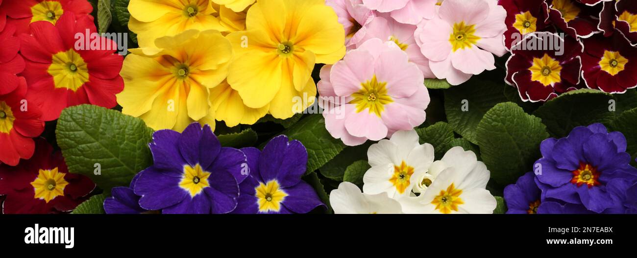 Beautiful spring primula (primrose) flowers as background, top view ...