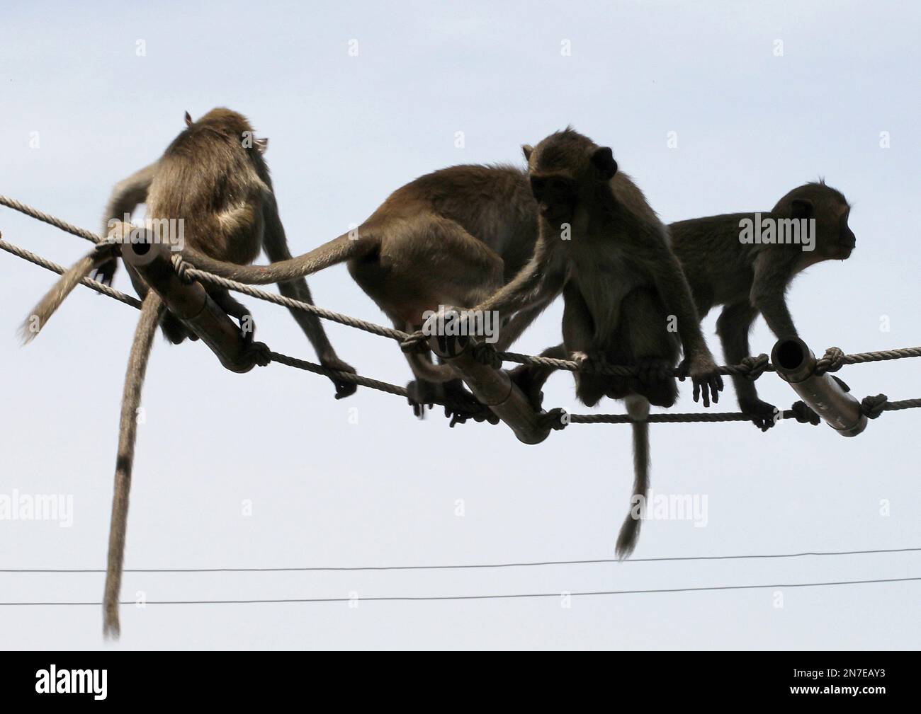 Monkeys ride on the ropes built for them in downtown Lopburi province ...