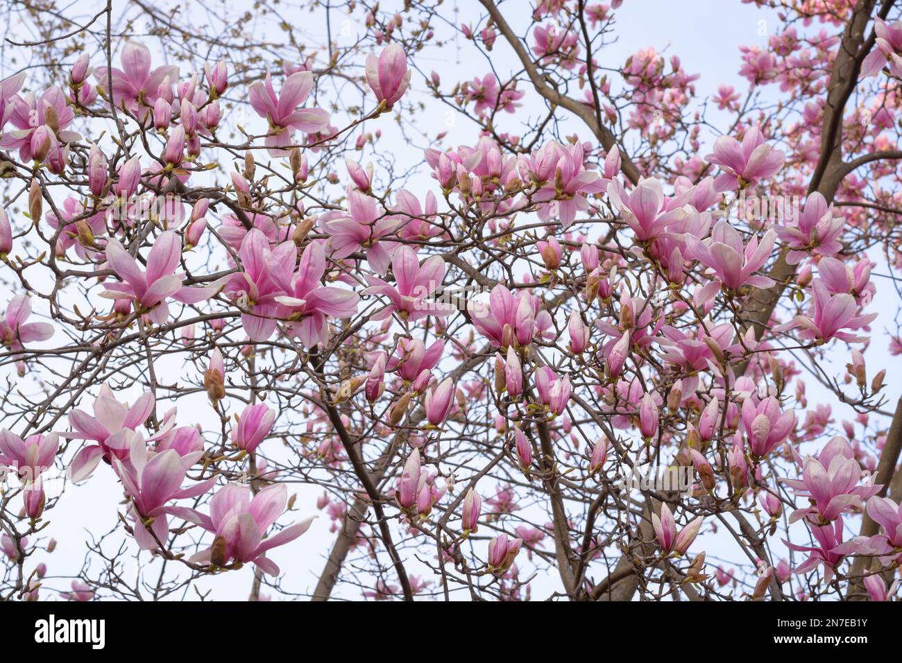 View of pink magnolia blossom in horizontal format Stock Photo - Alamy