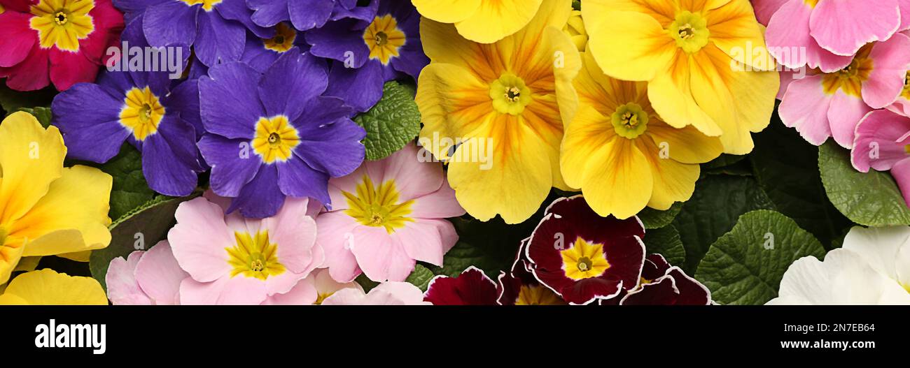 Beautiful spring primula (primrose) flowers as background, top view ...