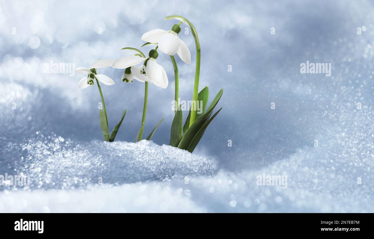 Beautiful tender spring snowdrops growing through snow. Banner design ...