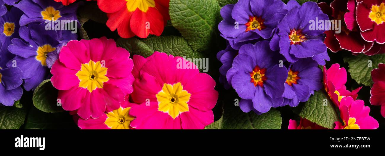 Beautiful spring primula (primrose) plants with colorful flowers as ...