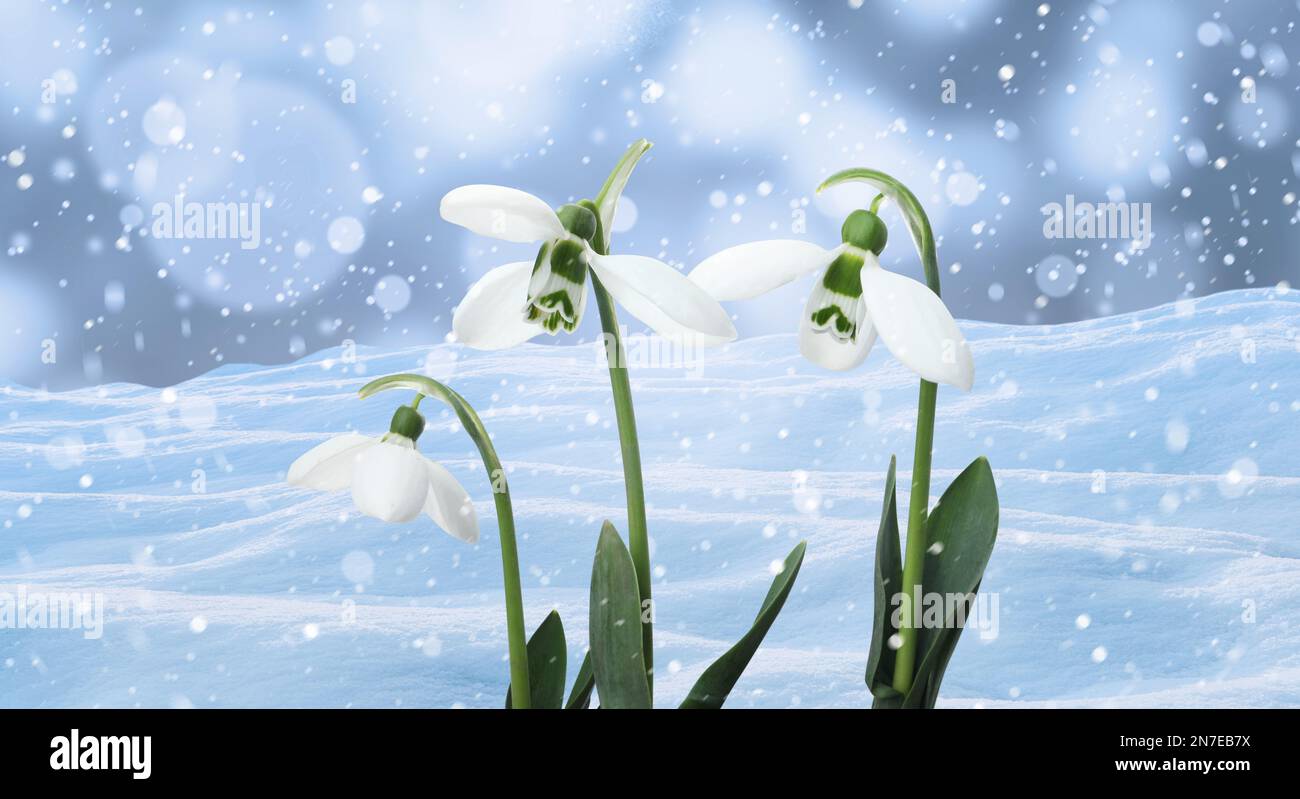 Beautiful tender snowdrops outdoors, banner design. First spring ...