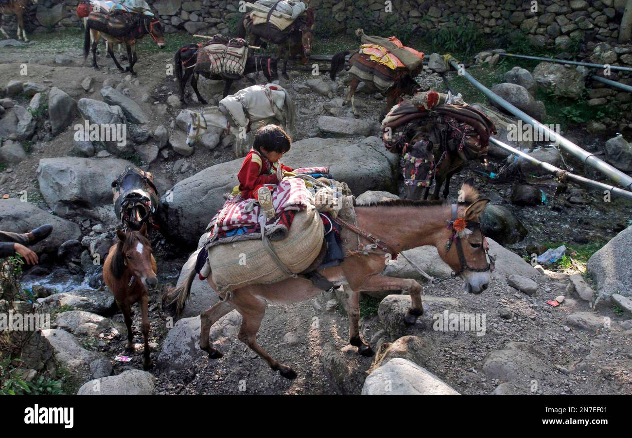 A Kashmiri Bakarwal child balances on a horse as he travels on the ...