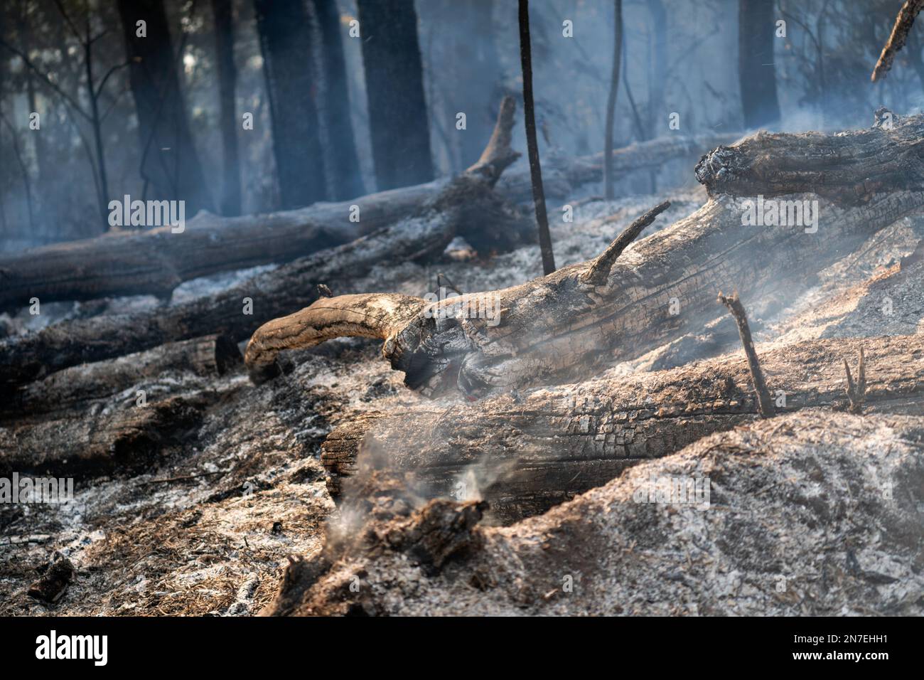 After wildfire disaster caused by humans Stock Photo - Alamy