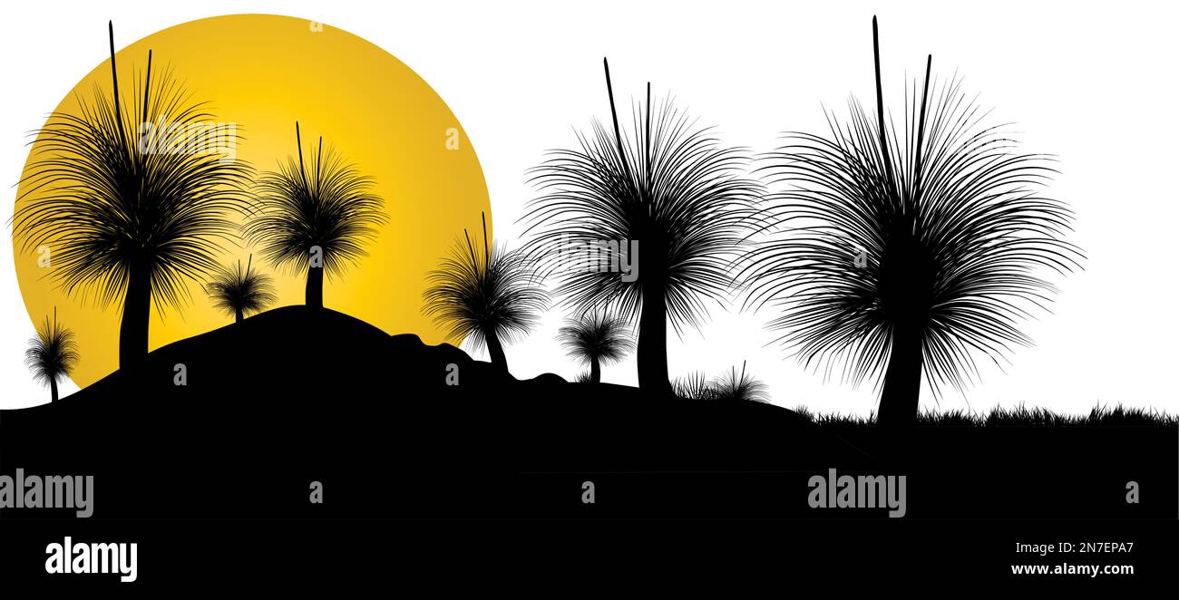 Silhouette of Grass tree or black boy tree at sunset with white ...