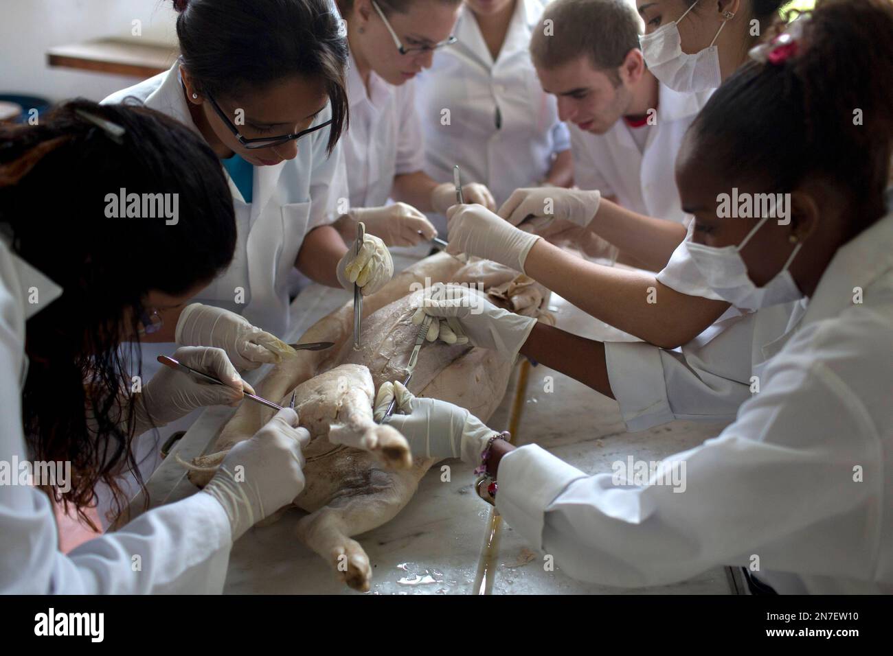 Int his March 27, 2013 photo, veterinary students dissect a pig during ...