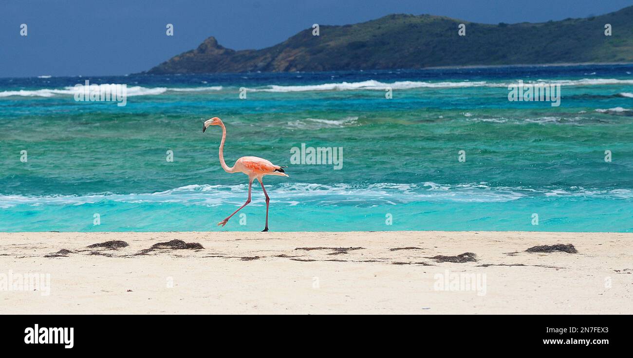 A flamingo walks along the beach on Necker Island in the British Virgin ...