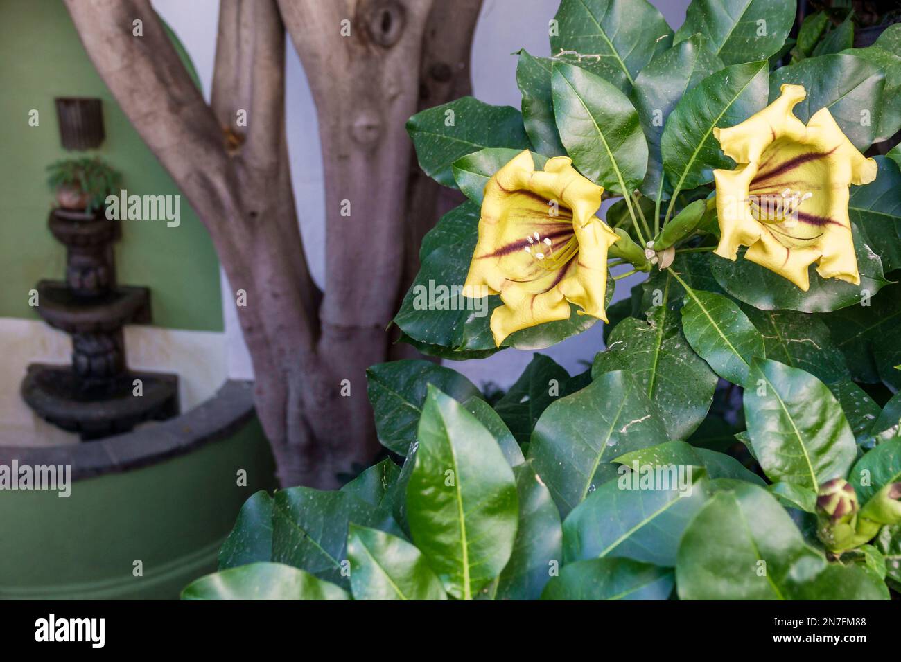 San Miguel de Allende Guanajuato Mexico,Historico Central historic ...