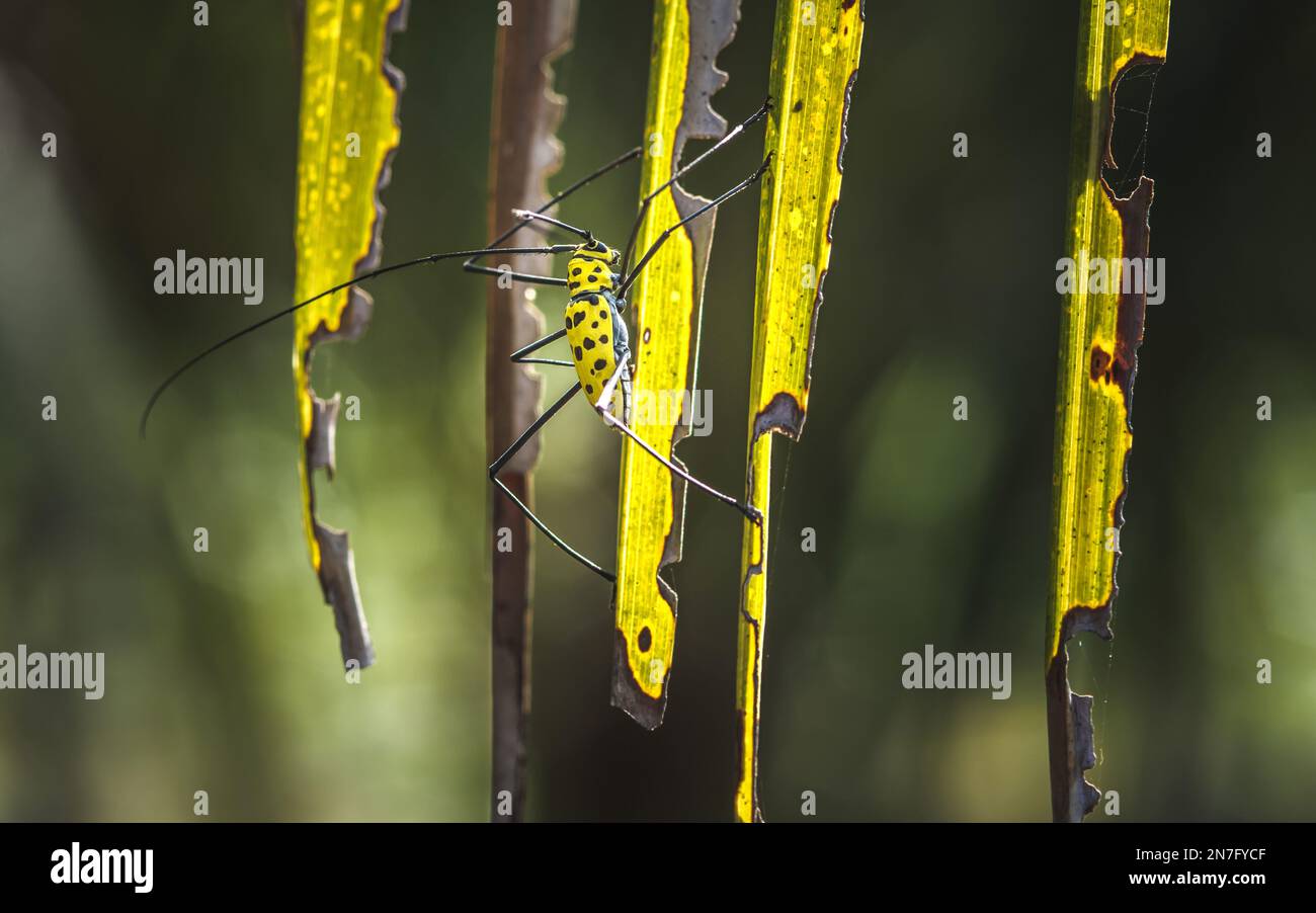 The Black and Yellow Longhorn Beetle on coconut leaf in tropical, Wood ...
