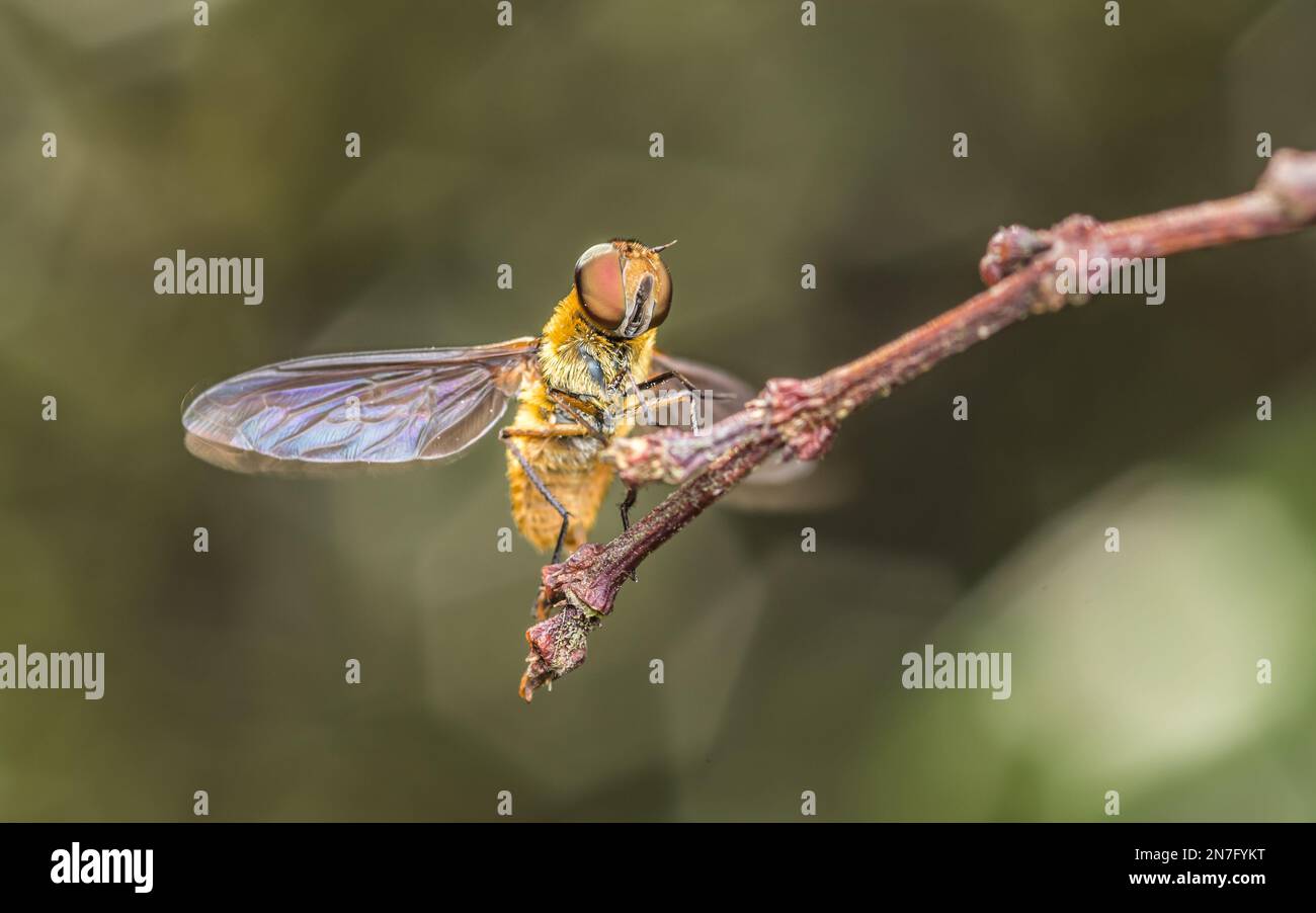 Bee-Fly (Villa ixion) resting on brench in morning, Showing hair on ...