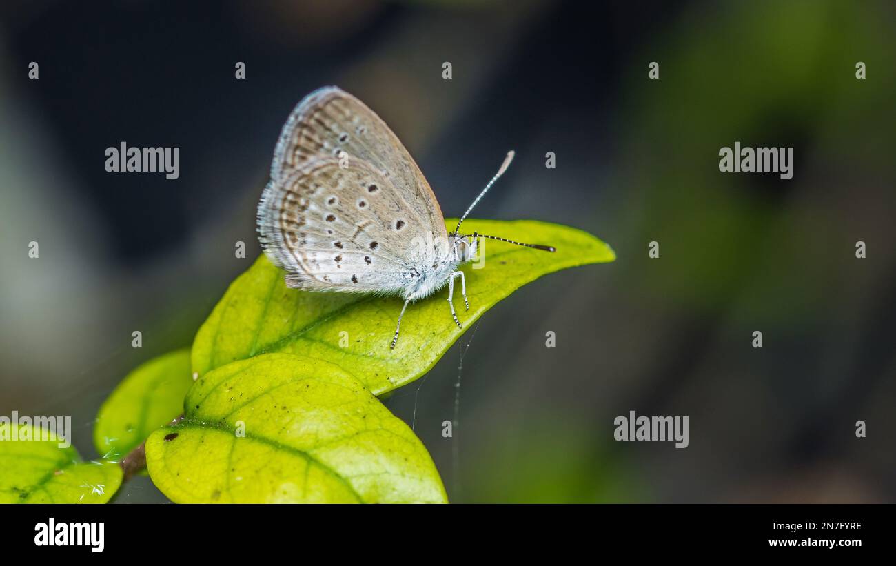 Tiny grass blue butterfly on leaf in morning, Close up and macro with ...